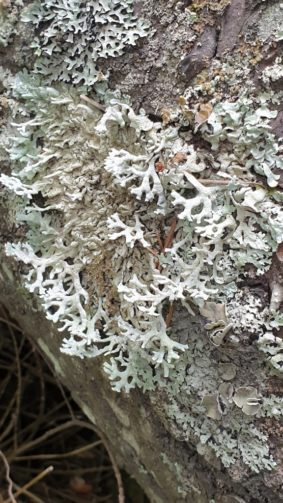 Loop lichens from Queenstown 9300, New Zealand on January 18, 2024 at ...
