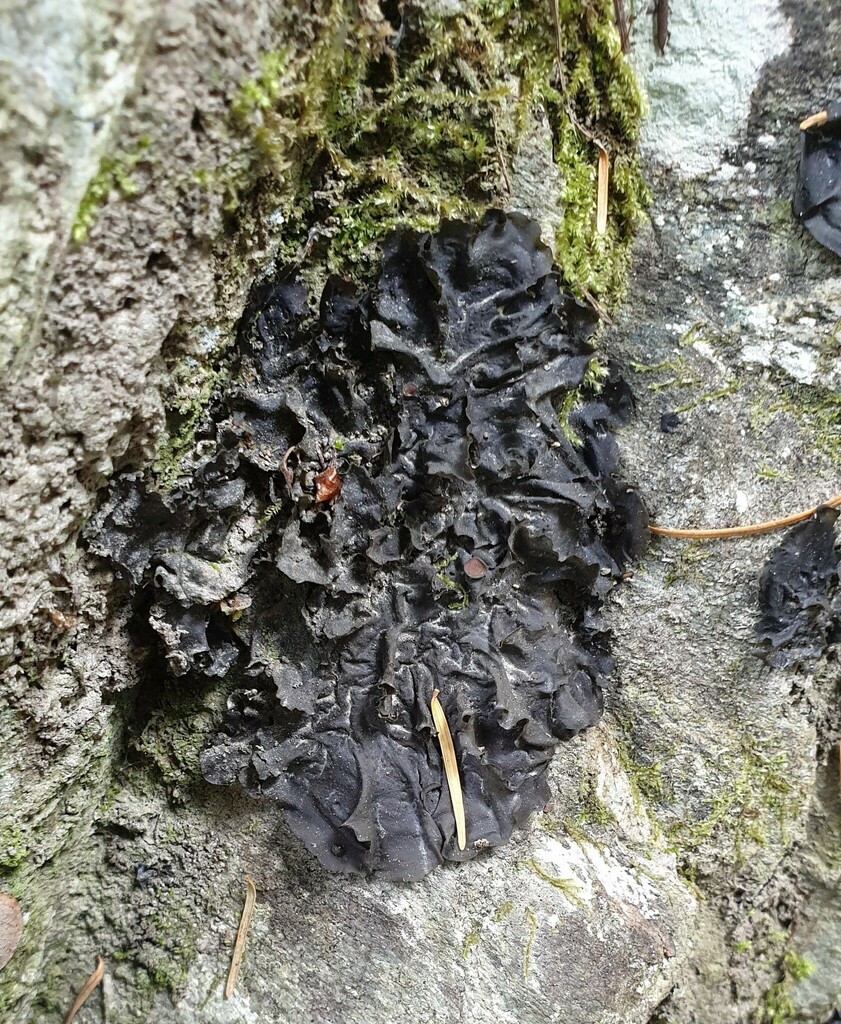 common lichens from Queenstown-Lakes, NZ-OT, NZ on January 18, 2024 at ...