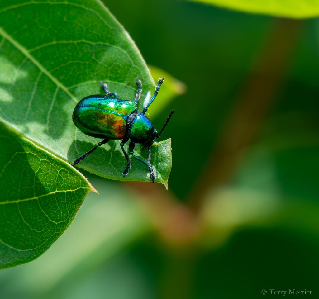 Dogbane Leaf Beetle from Burnett County, WI, USA on June 30, 2023 at 12 ...