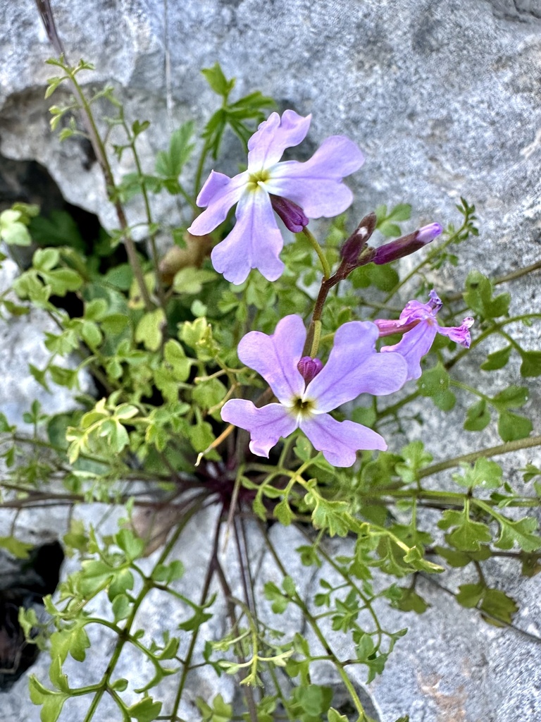 Ricotia lunaria from Mount Carmel National Park and Nature Reserve ...