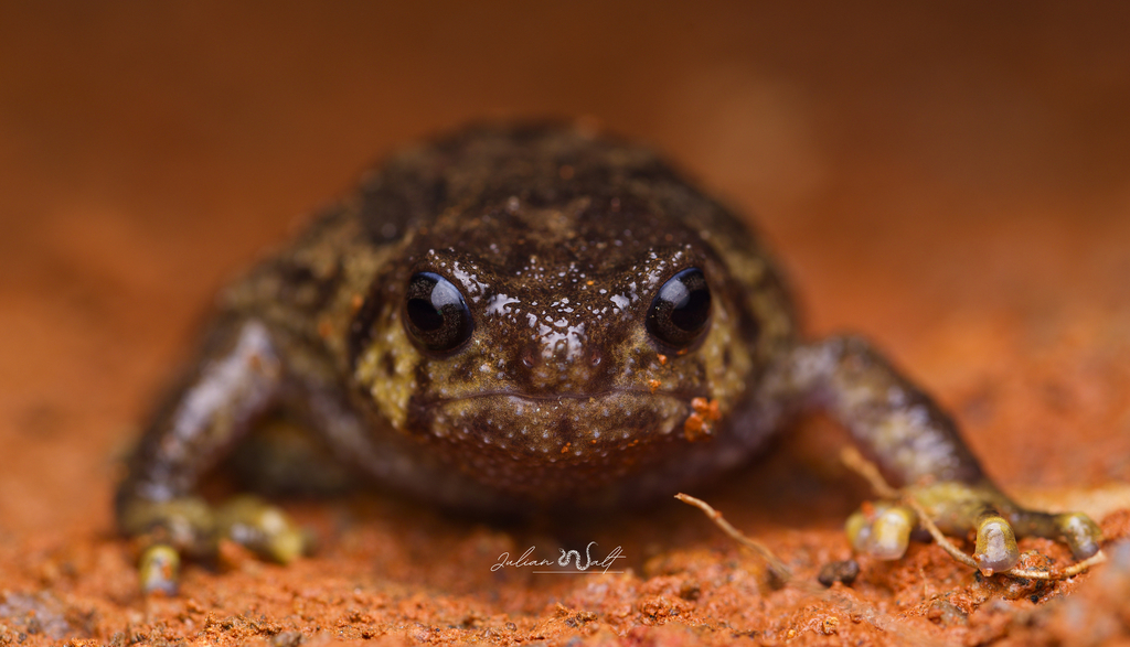 Krefft's Warty Frog in January 2024 by julian_descoubes · iNaturalist