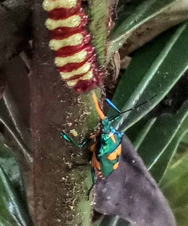 Florida Predatory Stink Bug from Estación Biológica Las Cruces, 73-8257 ...