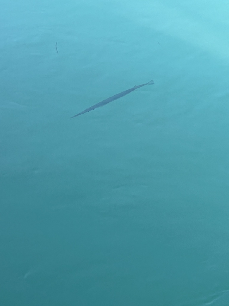 Atlantic Needlefish from Hurricane Harbor, Key Biscayne, FL, US on ...