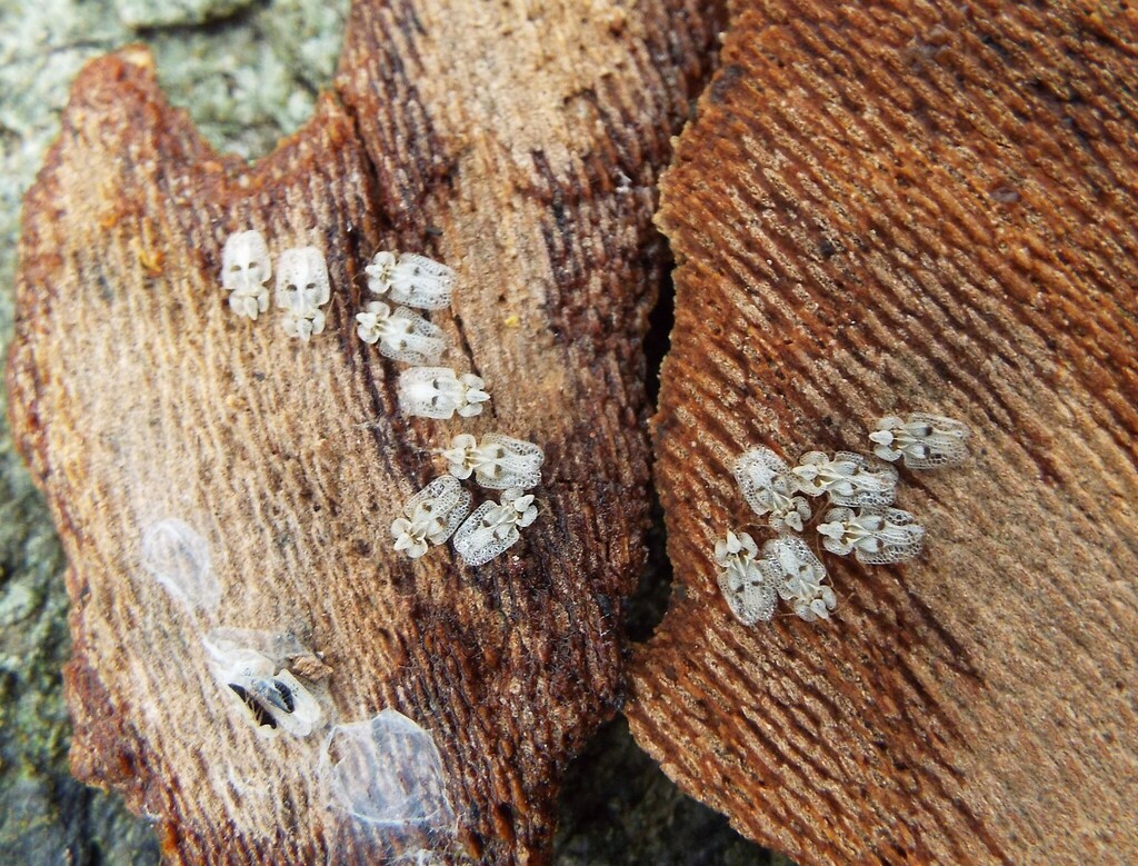 Eastern Sycamore Lace Bug from 73200 Albertville, France on February 9 ...