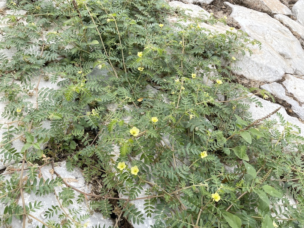 puncture vine from Al Majaz - Sharjah - Объединенные Арабские Эмираты ...