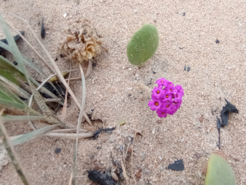 red sand-verbena from 23234 B.C.S., México on February 11, 2024 at 09: ...