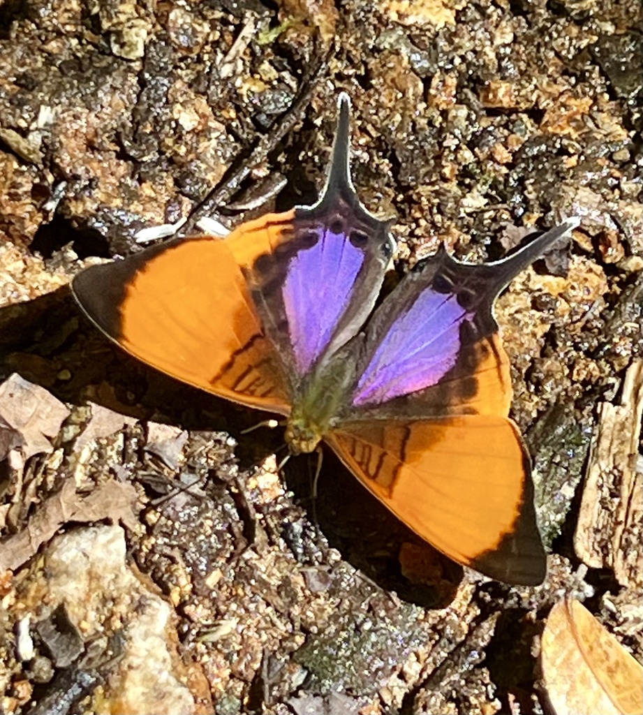 Pansy Daggerwing from Perez Zeledon, San Jose, CR on February 12, 2024 ...