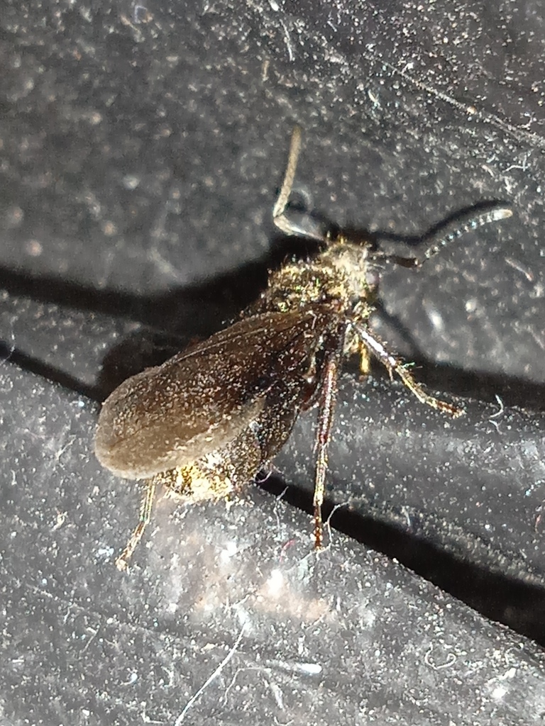 Dolichoderus bispinosus from San Cristóbal, Táchira, VE on February 11 ...