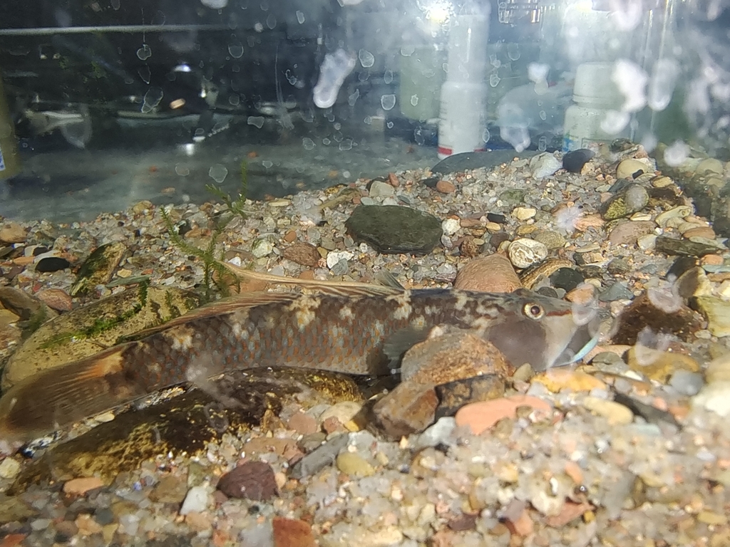 Brown Amur Goby from Jinan, CN-SD, CN on February 27, 2022 at 08:50 PM ...