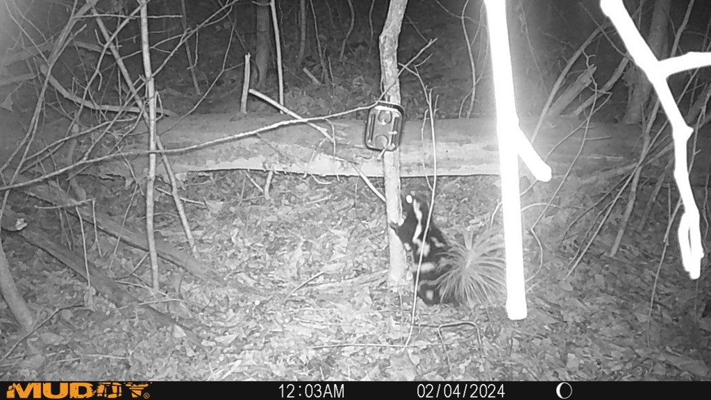 Eastern Spotted Skunk in February 2024 by Emily Ferrall · iNaturalist