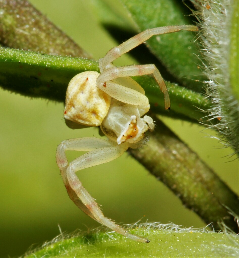 Flower Crab Spiders from Yzerfontein, 7351, South Africa on February 12 ...