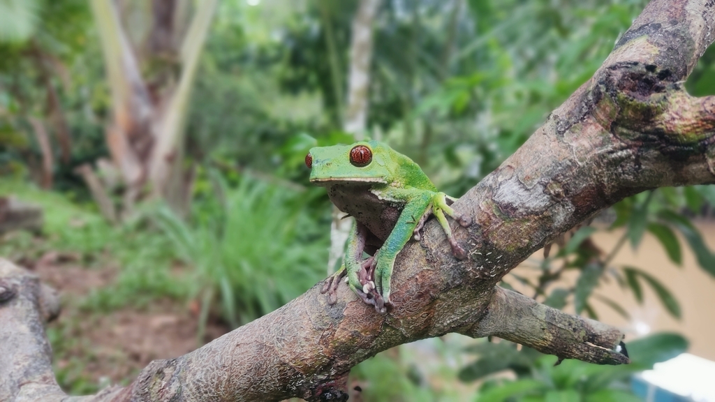 Tarsier Leaf Frog in February 2024 by Wildlife Tours Peru, Christoph ...