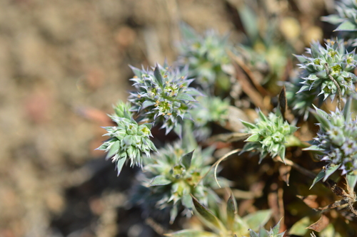 Eryngium anomalum · iNaturalist United Kingdom