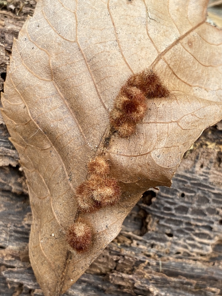 Gall Midges in February 2024 by Jim Oehmke · iNaturalist