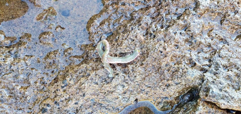 Segmented Worms from San Pedro, Los Angeles, CA, USA on February 10 ...