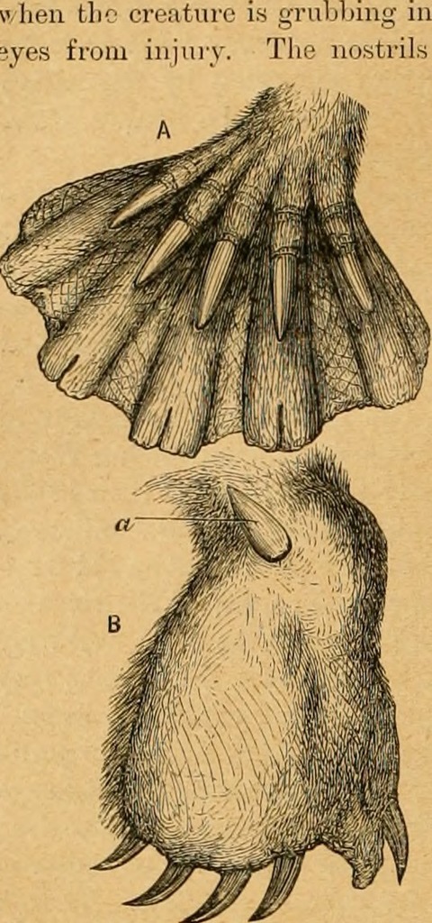 (Ornithorhynchus) - Know Your Mammals
