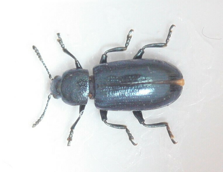 Brooklime Leaf Beetle from Серебряно-Прудский р-н, Московская обл ...