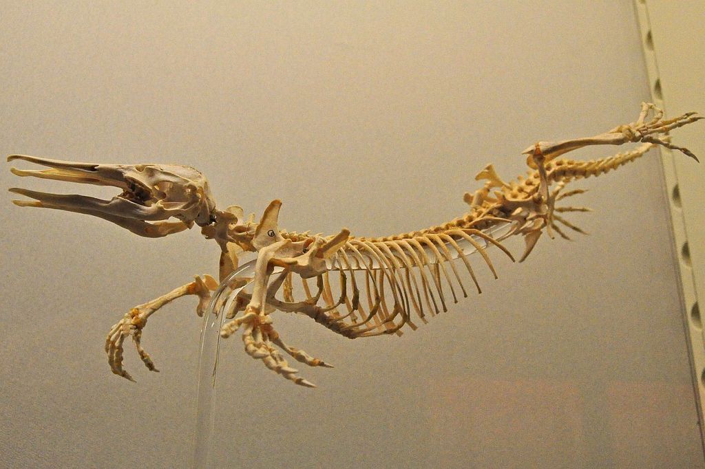 (Ornithorhynchus) - Know Your Mammals