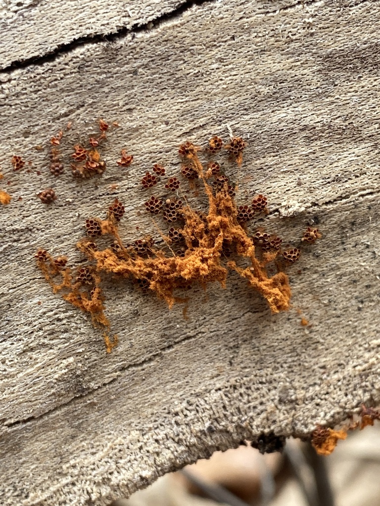 Wasp's Nest Slime Mold in February 2024 by Jim Oehmke. Pictures 1-6 and ...