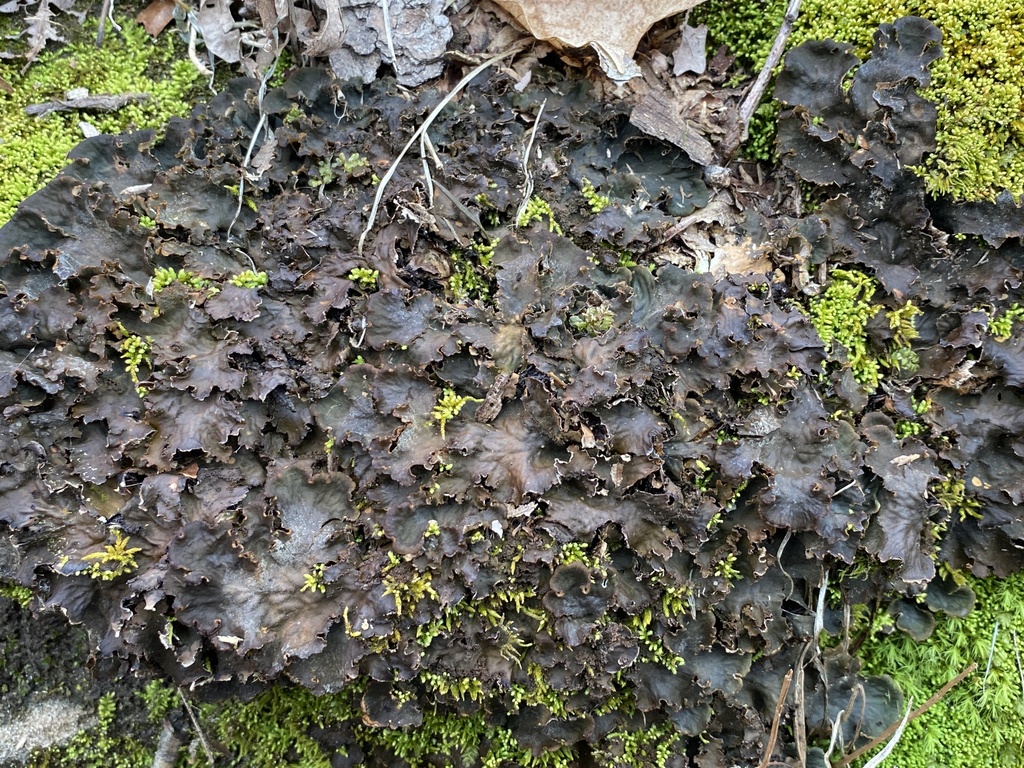 scaly pelt lichen in February 2024 by Jim Oehmke · iNaturalist