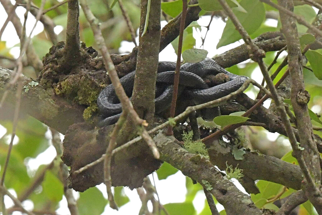 Shreve's Tree Snake from Mwinilunga, Zambia on November 8, 2023 at 07: ...