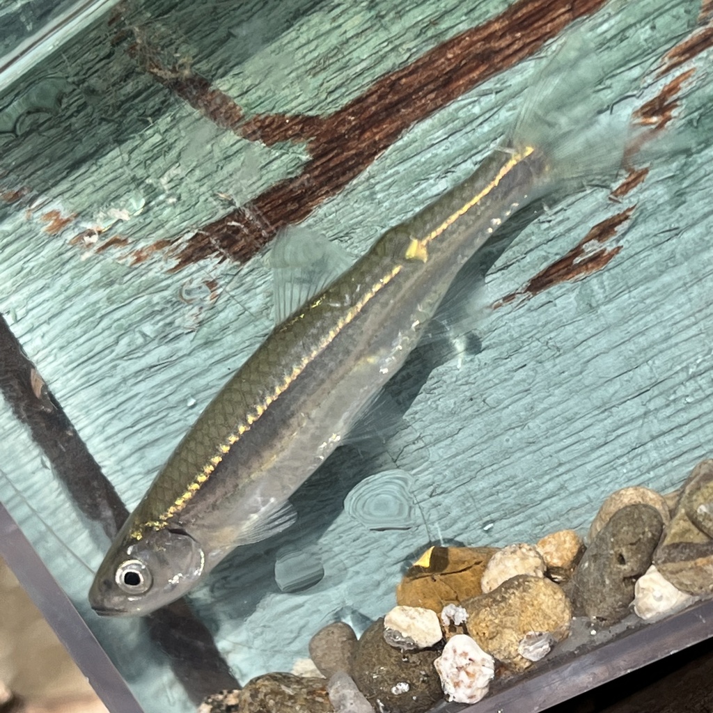 Emerald Shiner from Twin Creek, Germantown, OH, US on February 12, 2024 ...