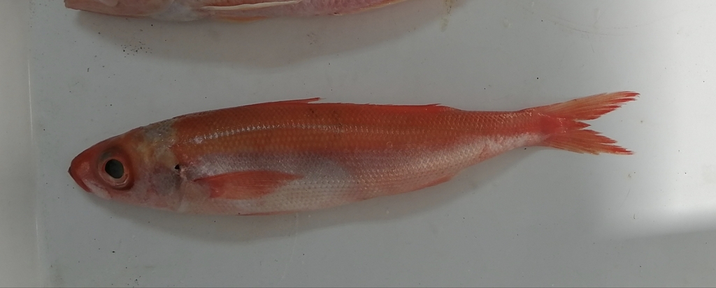 Japanese Rubyfish from Zhoushan, CN-ZJ, CN on January 10, 2021 at 02:13 ...