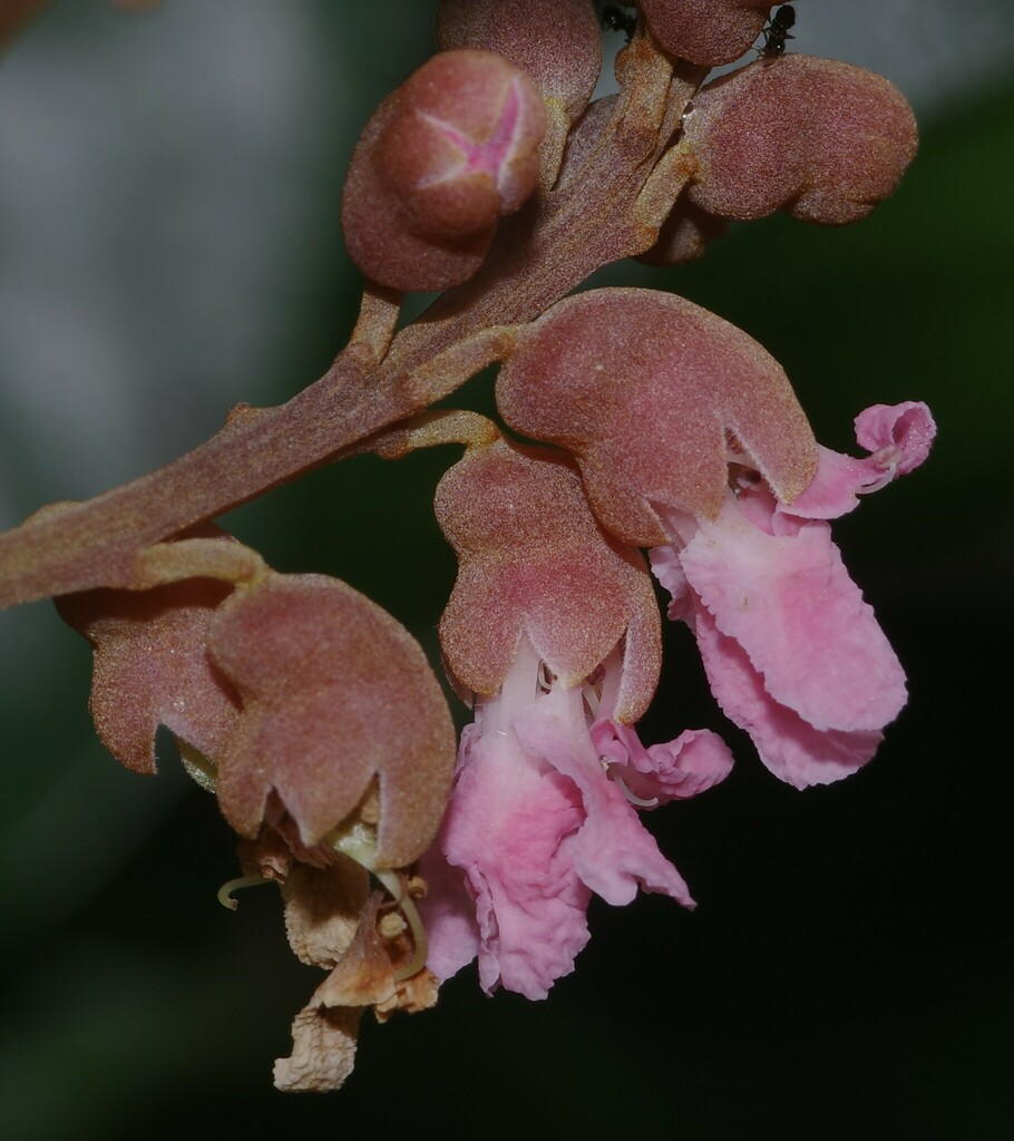 Chontaquiro, palo pijuayo (Especies forestales de la amazonía peruana ...