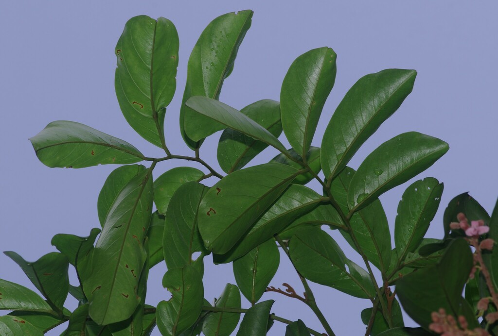 Chontaquiro, palo pijuayo (Especies forestales de la amazonía peruana ...