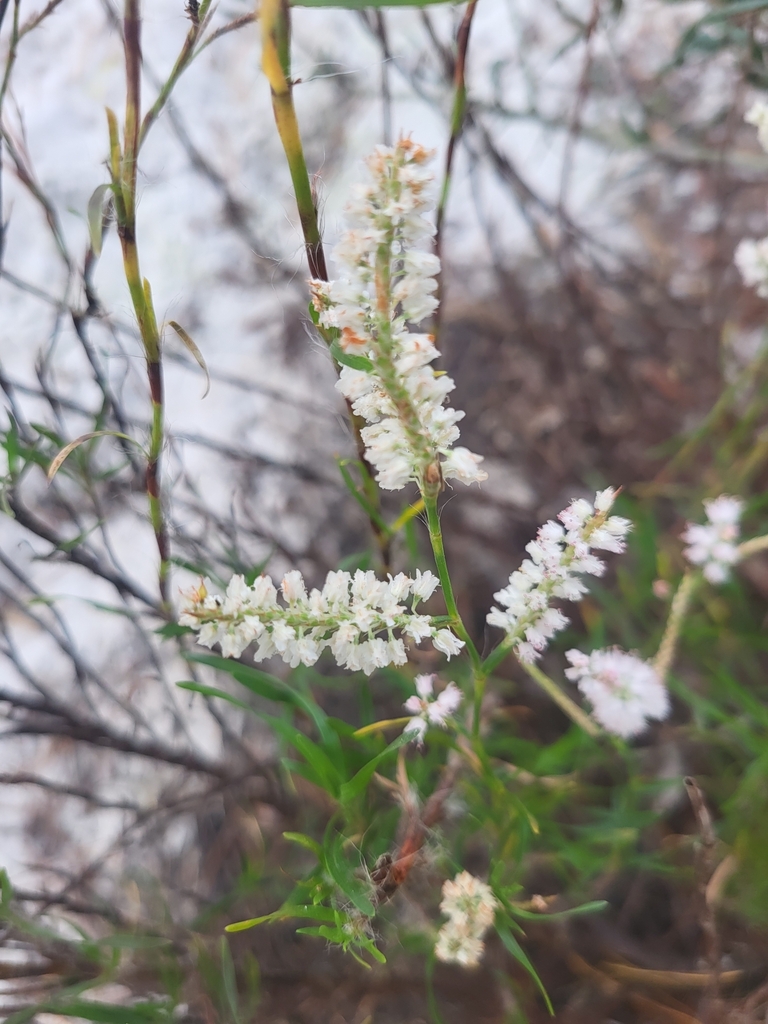 Sandhill wireweed from Stuart, FL 34997, USA on February 12, 2024 at 02 ...