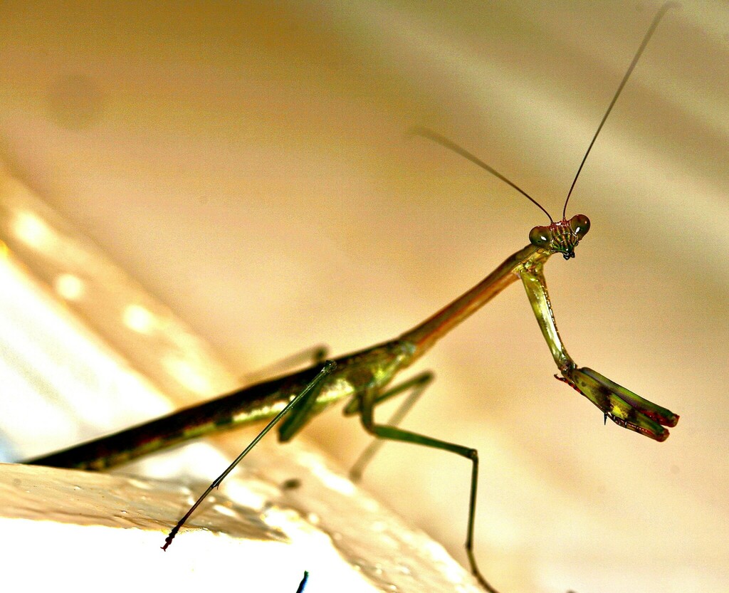 Congo Mega Mantis (Guide to Plistospilota (Mega Mantises)) · iNaturalist