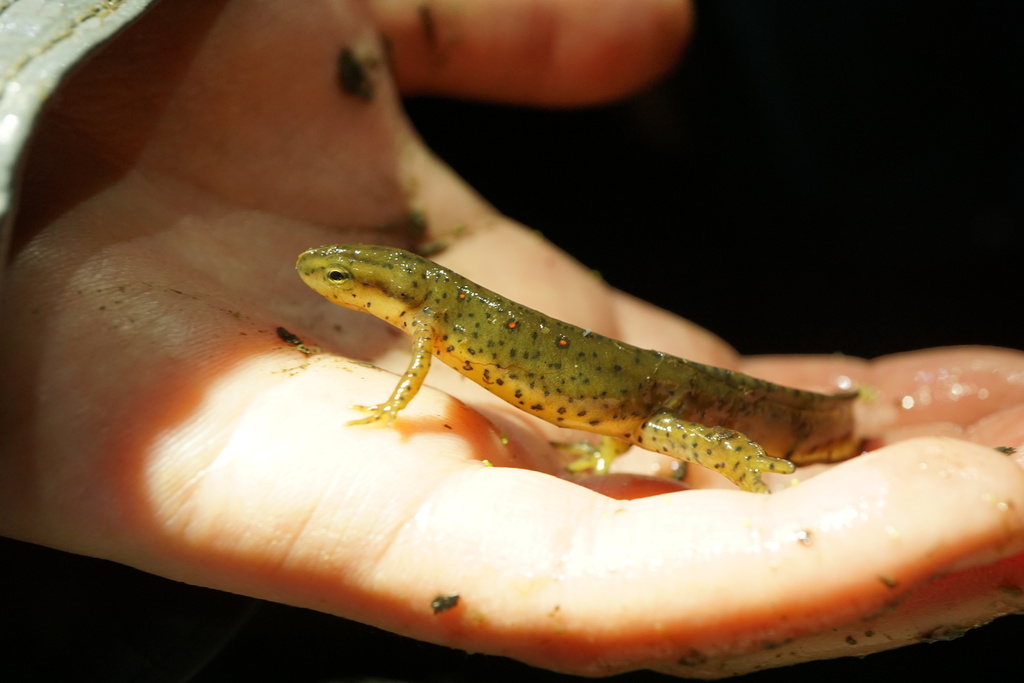 Red-spotted Newt in February 2024 by gobygal. cute newt · iNaturalist