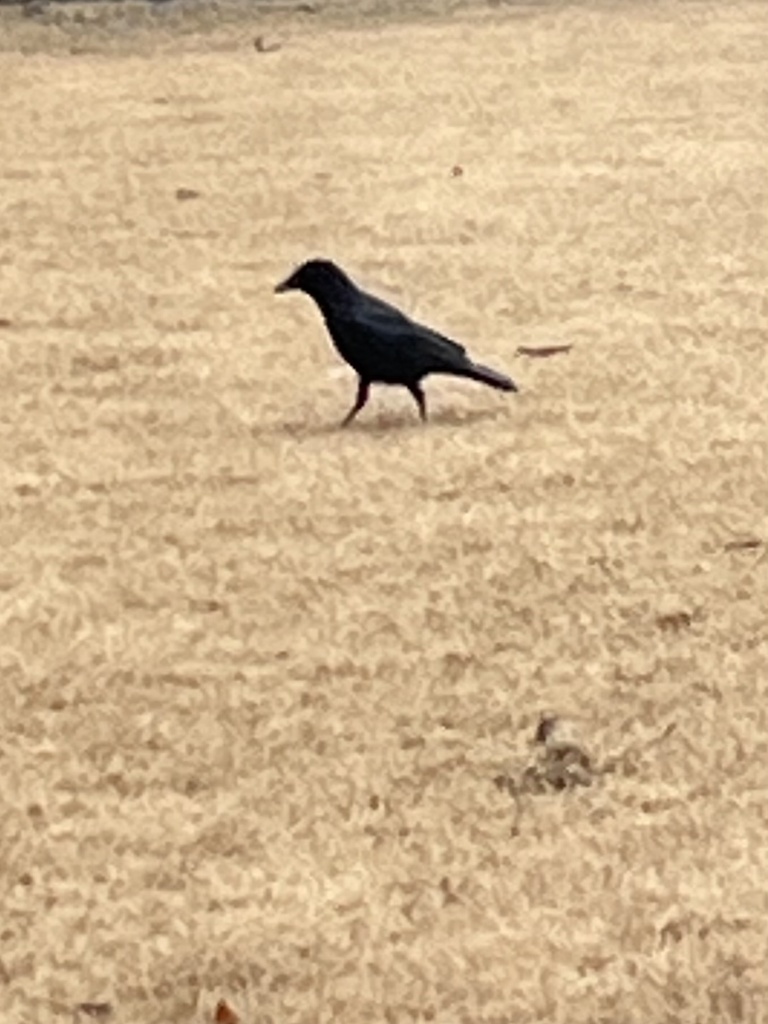 American Crow from Samford University, Homewood, AL, US on February 12 ...