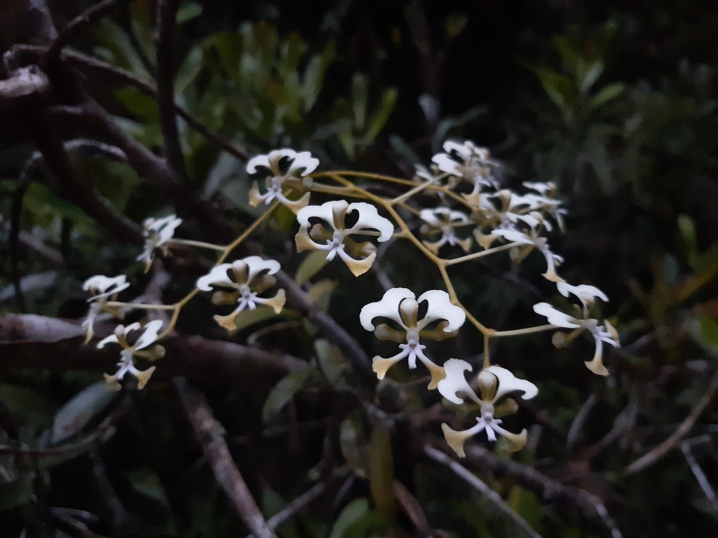 Cryptopus paniculatus in December 2023 by davide berton · iNaturalist