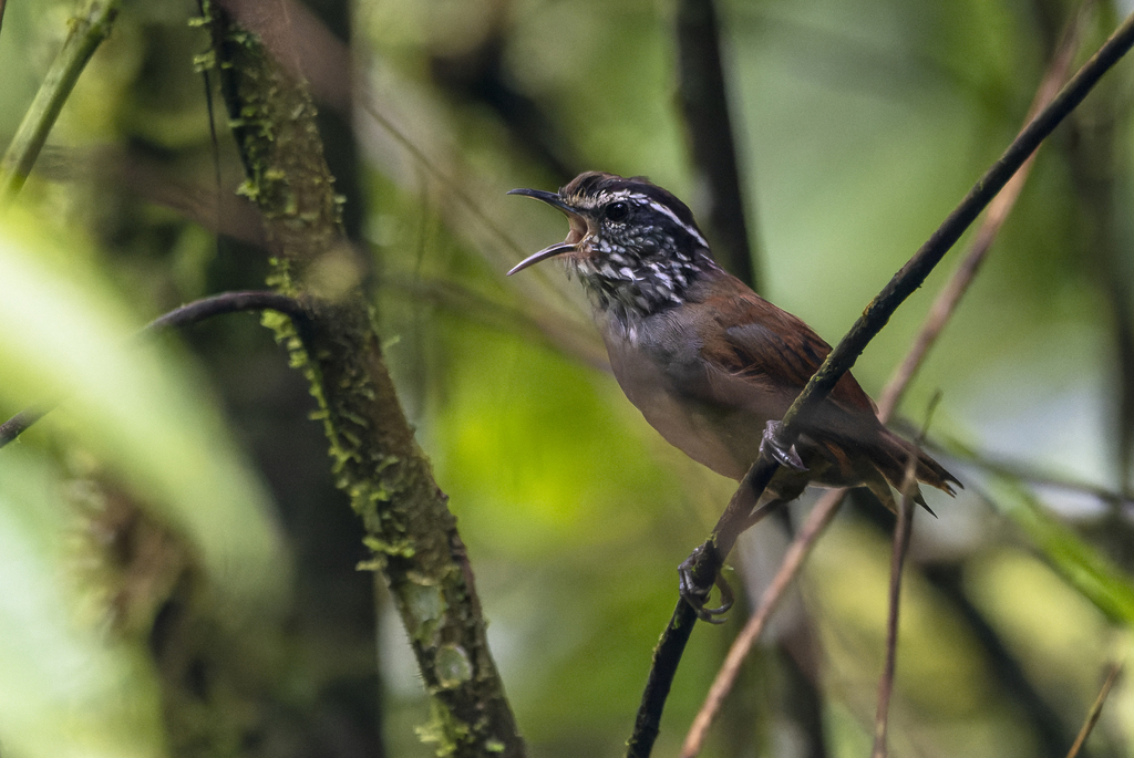 Gray-breasted Wood-Wren from Llantería, San Martín, Perú on January 22 ...