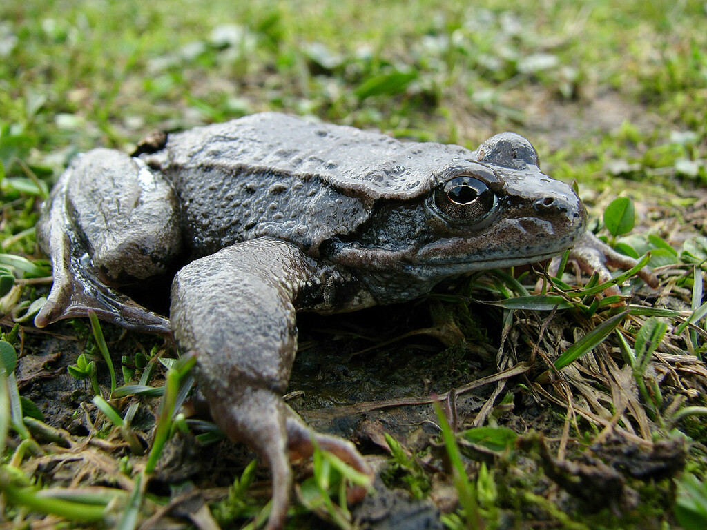 European Common Frog from Provincia di Vicenza, Italia on April 3, 2009 ...