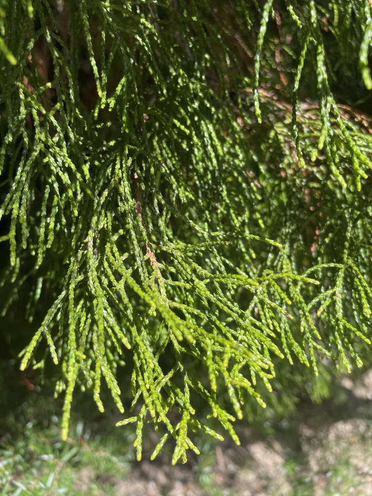 Huon pine from Franklin-Gordon Wild Rivers National Park, Southwest ...