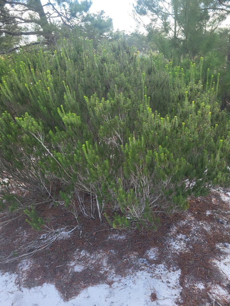 Florida rosemary from Stuart, FL 34997, USA on February 12, 2024 at 03: ...