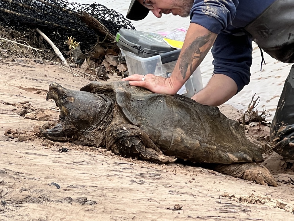 Alligator Snapping Turtle in February 2023 by asherah29. Research ...