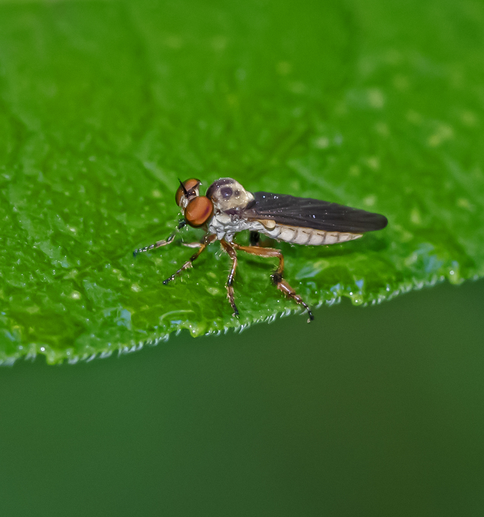 Gnat Ogres from Gunpowder Falls State Park Hereford Area, 17910 York Rd ...