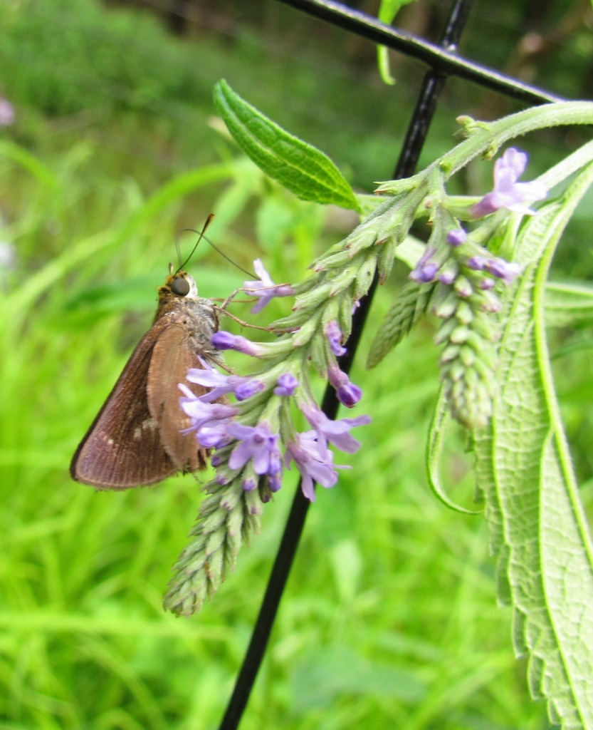Hesperiini from GPSP Cabin 9 vernal pool on July 14, 2017 at 03:36 PM ...