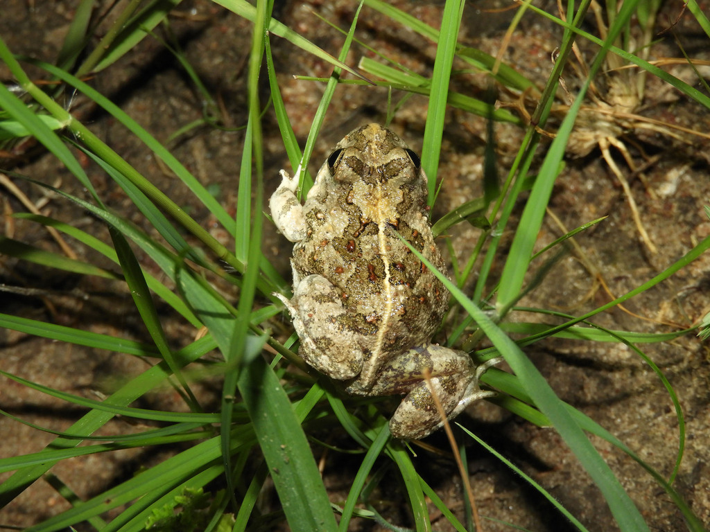 Sand Frogs from Maanzoni Wildlife Estate, Machakos County, Kenya on ...