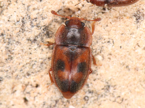 Epuraea variegata · iNaturalist Mexico