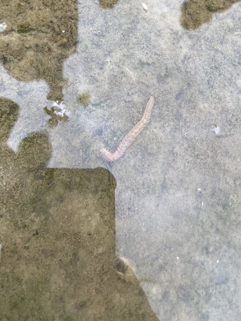 Clam Worm from Saint Simons Island, Saint Simons Island, GA, US on ...