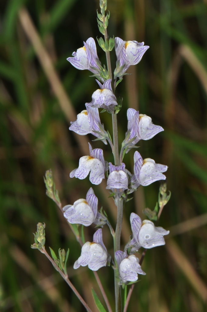 Pale Toadflax from Port Rexton, NL A0C 2H0, Canada on July 20, 2013 at ...
