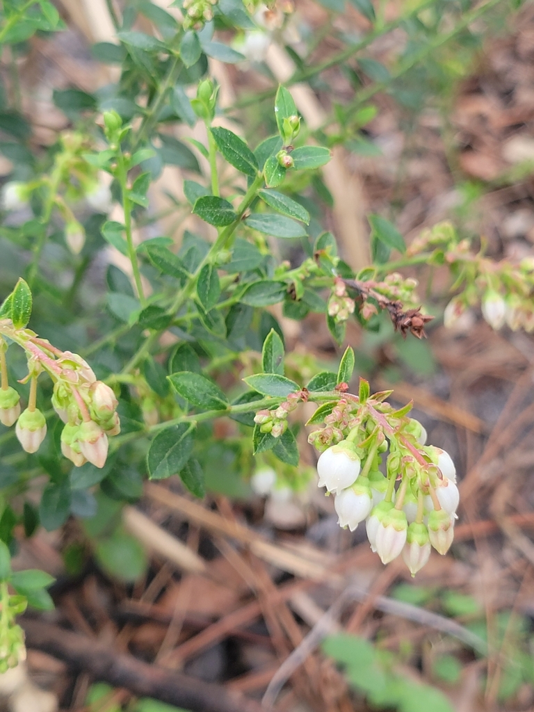 Shiny blueberry from Brooksville, FL 34614, USA on February 12, 2024 at ...