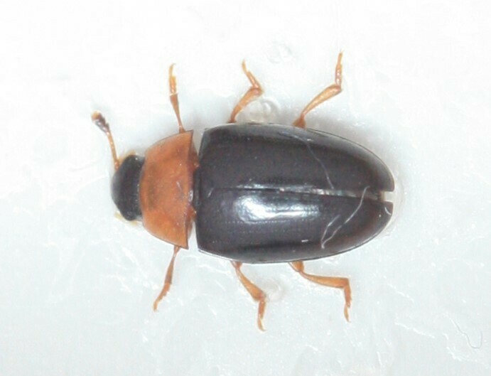 Triplax collaris from Серебряно-Прудский р-н, Московская обл., Россия ...