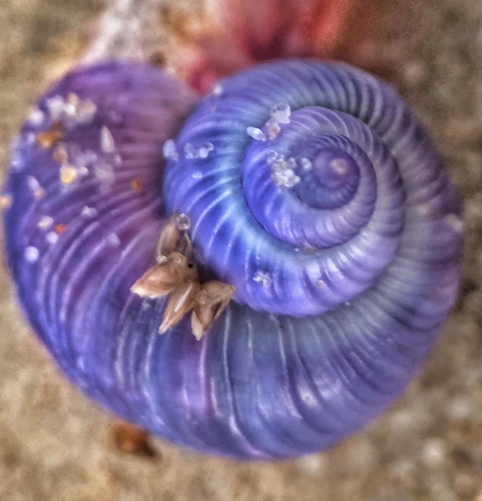 Dwarf Violet Snail from Coral Sea, Lennox Head, NSW, AU on July 31 ...