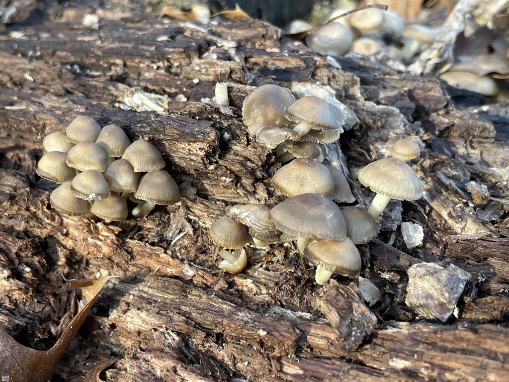 clustered bonnet from Koshkonong Way, Sun Prairie, WI, US on February ...