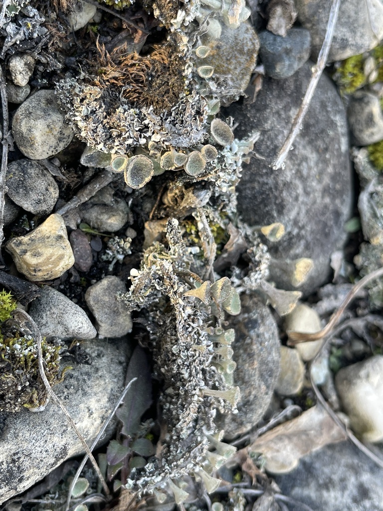 Pebbled Pixie Cup from Sun Prairie, WI, US on February 12, 2024 at 03:41 PM by Jeff Steele ...